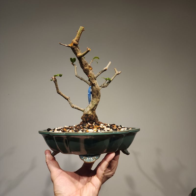 BONSAI - ROMÃ NEJIKAN - Bonsai Morro Velho