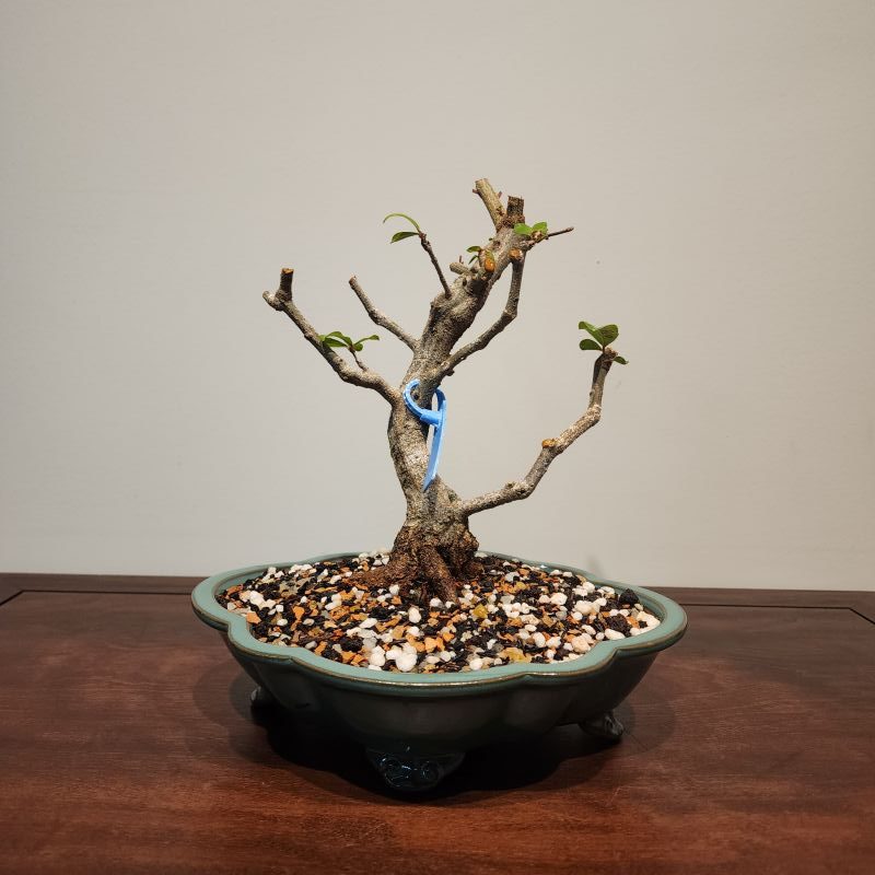 BONSAI - ROMÃ NEJIKAN - Bonsai Morro Velho