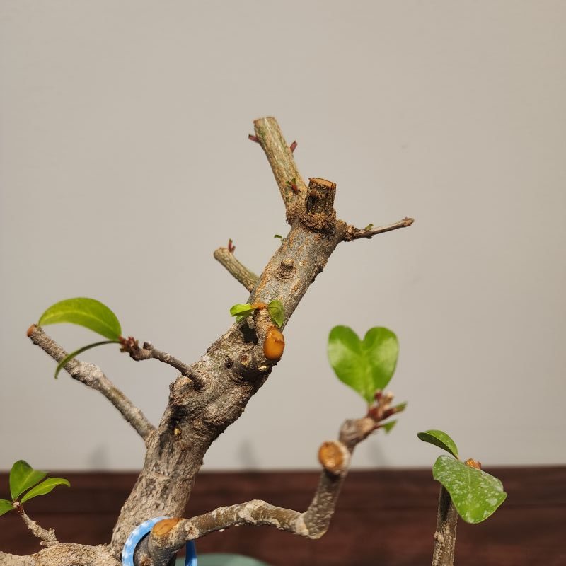 BONSAI - ROMÃ NEJIKAN - Bonsai Morro Velho