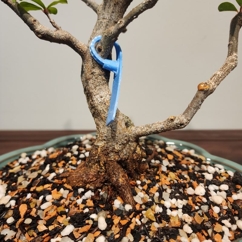 BONSAI - ROMÃ NEJIKAN - Bonsai Morro Velho