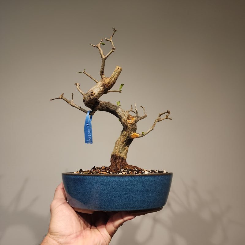 BONSAI - ROMÃ NEJIKAN - Bonsai Morro Velho