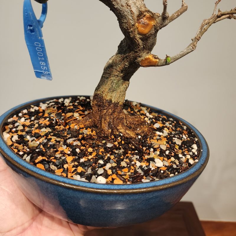 BONSAI - ROMÃ NEJIKAN - Bonsai Morro Velho