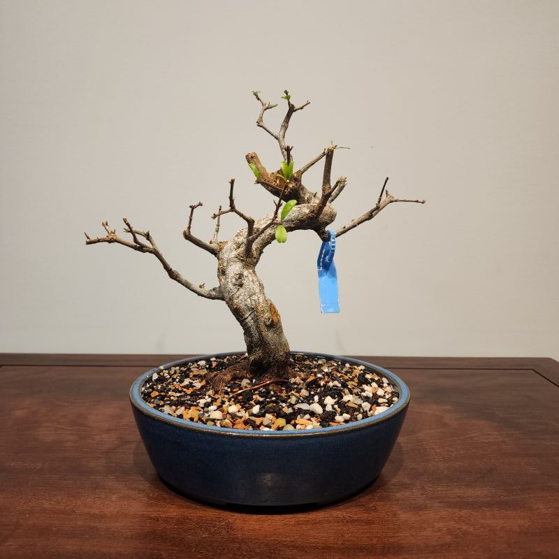 BONSAI - ROMÃ NEJIKAN - Bonsai Morro Velho