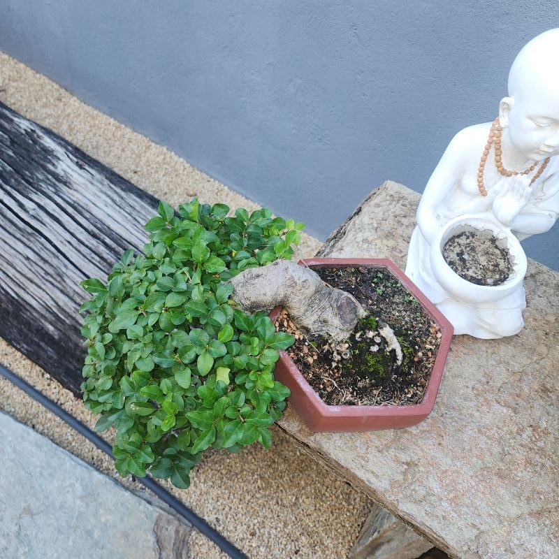 BONSAI - LIGUSTRUM SINENSIS - Bonsai Morro Velho