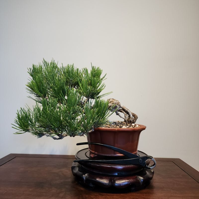 BONSAI - PINHEIRO NEGRO (PROMOÇÃO) - Bonsai Morro Velho