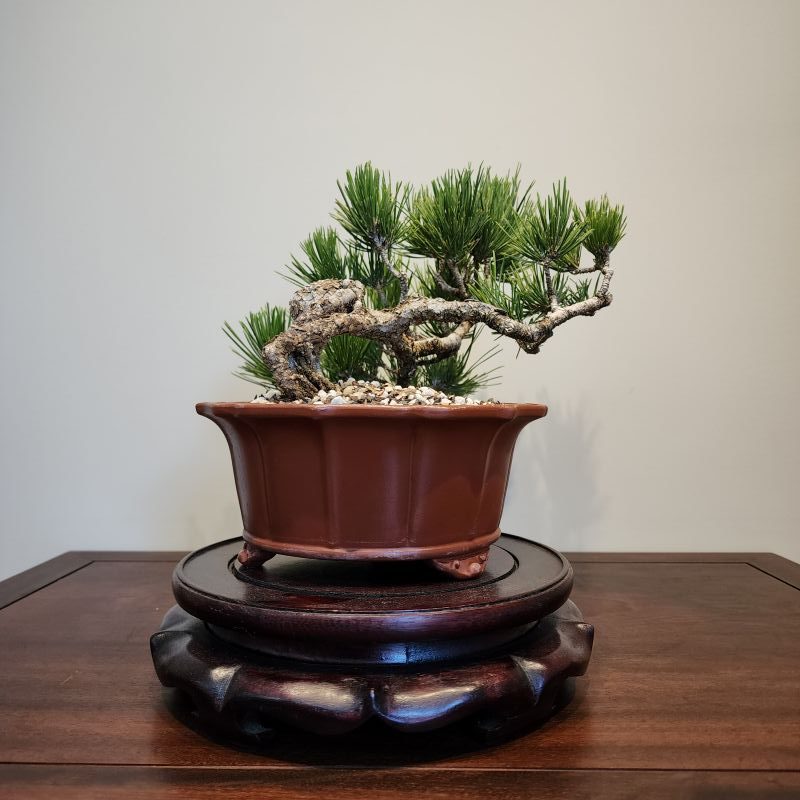 BONSAI - PINHEIRO NEGRO (PROMOÇÃO) - Bonsai Morro Velho