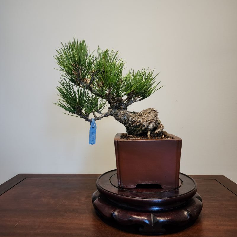 BONSAI - PINHEIRO NEGRO (PROMOÇÃO) - Bonsai Morro Velho