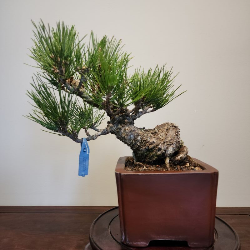 BONSAI - PINHEIRO NEGRO (PROMOÇÃO) - Bonsai Morro Velho