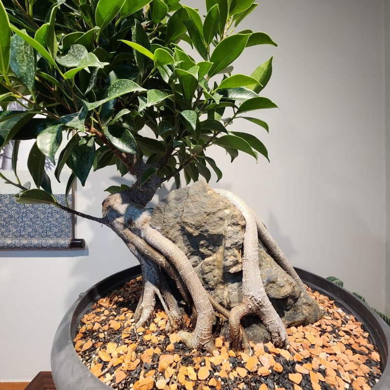 BONSAI - FICUS RETUSA (ISHITSUKI) - Bonsai Morro Velho