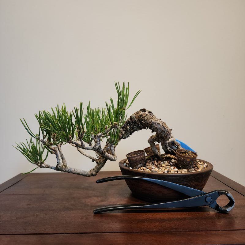 BONSAI - PINHEIRO NEGRO (PROMOÇÃO) - Bonsai Morro Velho