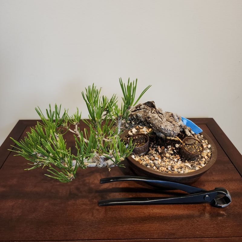 BONSAI - PINHEIRO NEGRO (PROMOÇÃO) - Bonsai Morro Velho