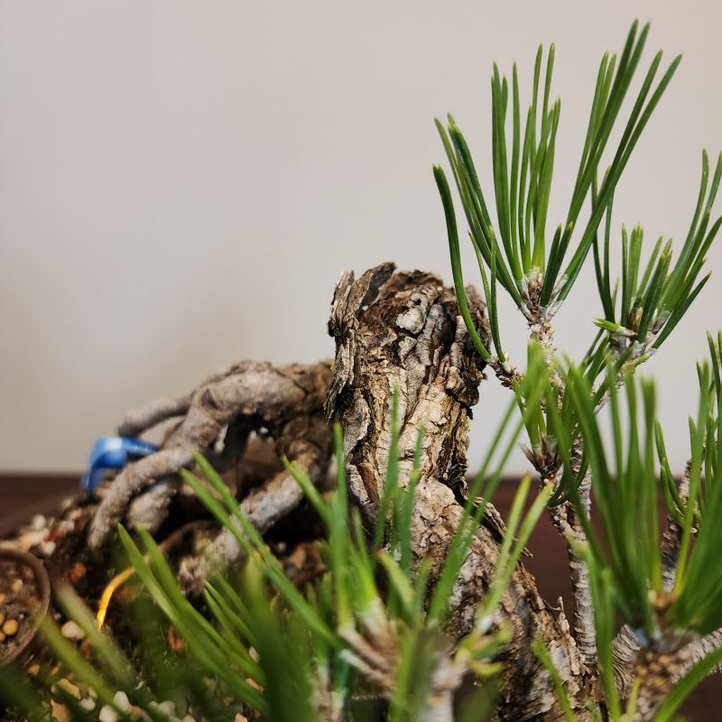 BONSAI - PINHEIRO NEGRO (PROMOÇÃO) - Bonsai Morro Velho