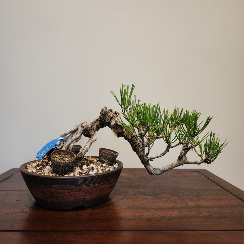 BONSAI - PINHEIRO NEGRO (PROMOÇÃO) - Bonsai Morro Velho